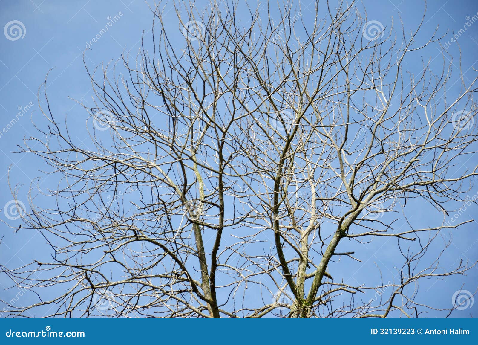 Rami Secchi Su Un Grande Albero Immagine Stock - Immagine di luminoso ...