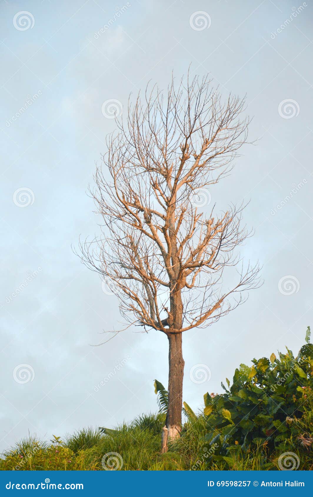 Rami Secchi Su Un Grande Albero Immagine Stock - Immagine di asciutto ...