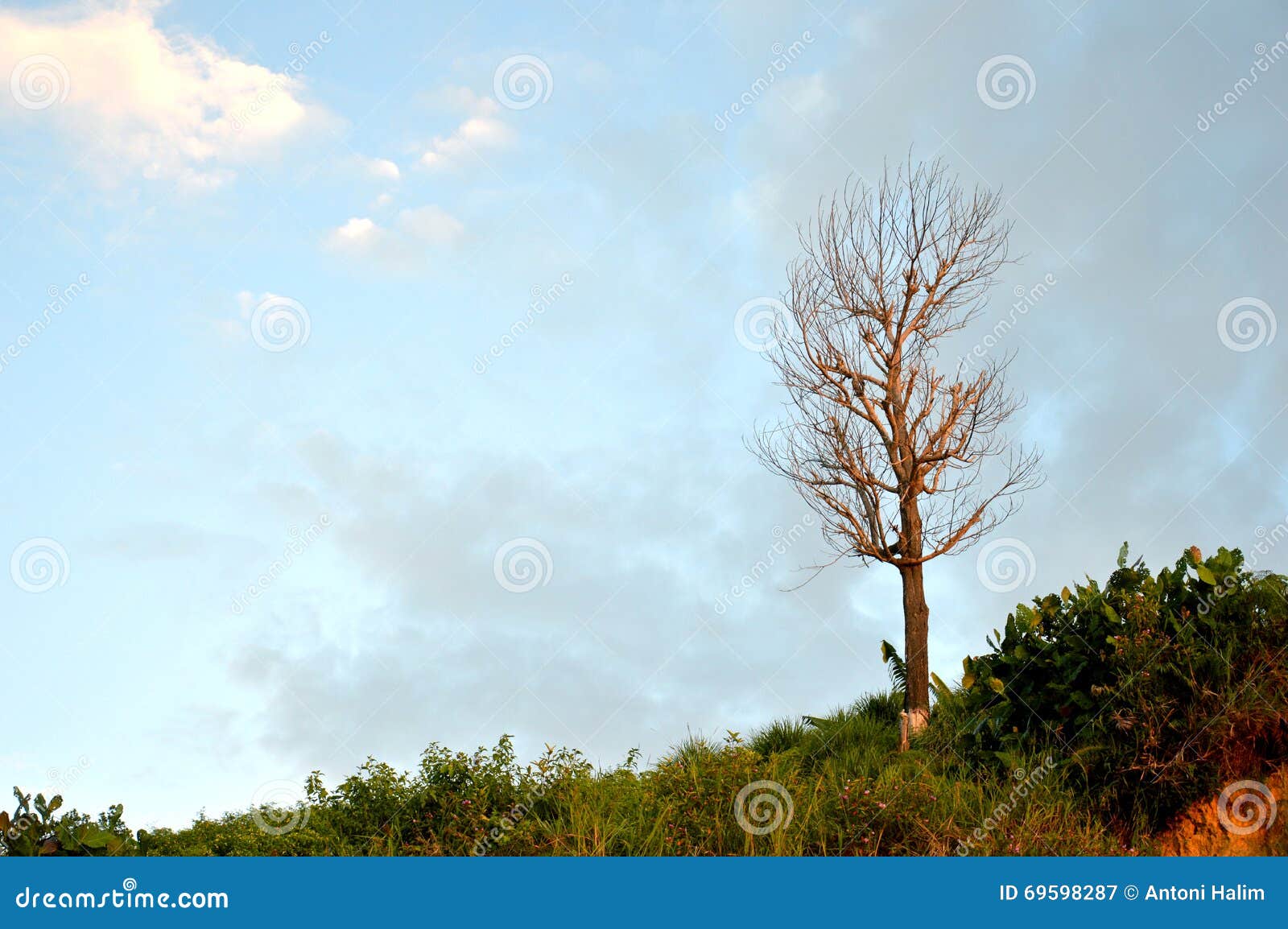 Rami Secchi Su Un Grande Albero Immagine Stock - Immagine di luminoso ...