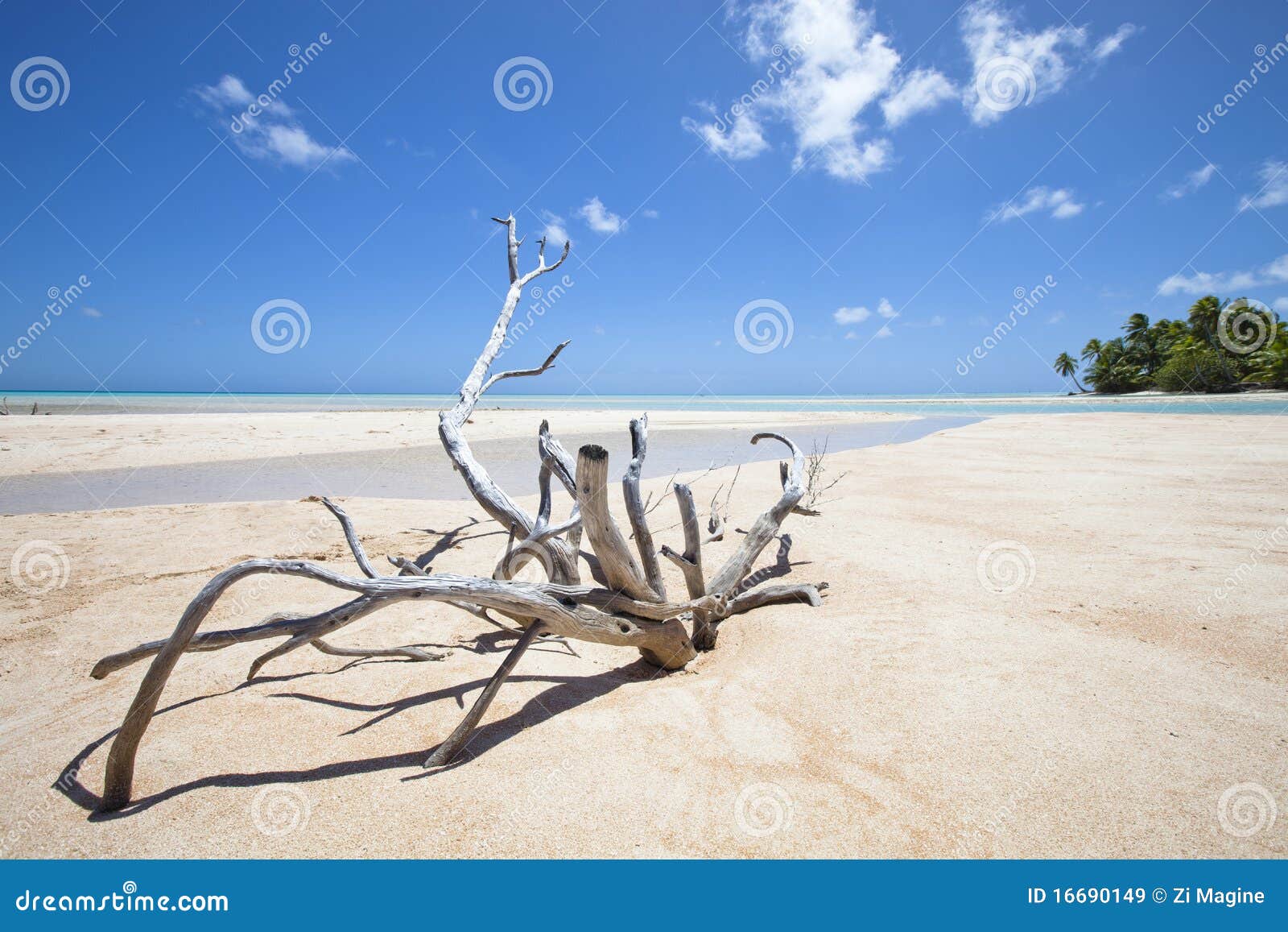 Rami Secchi Sulla Spiaggia Bianca Della Sabbia Immagine Stock ...