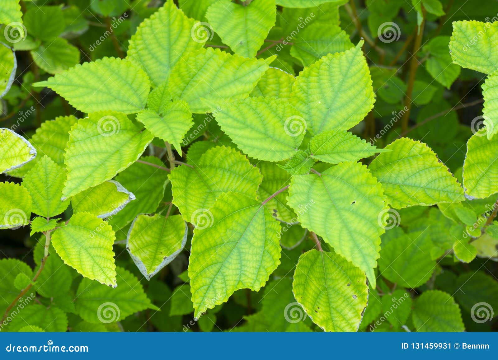 Ramie Leaf in Spring Garden Stock Image - Image of edible, organic ...