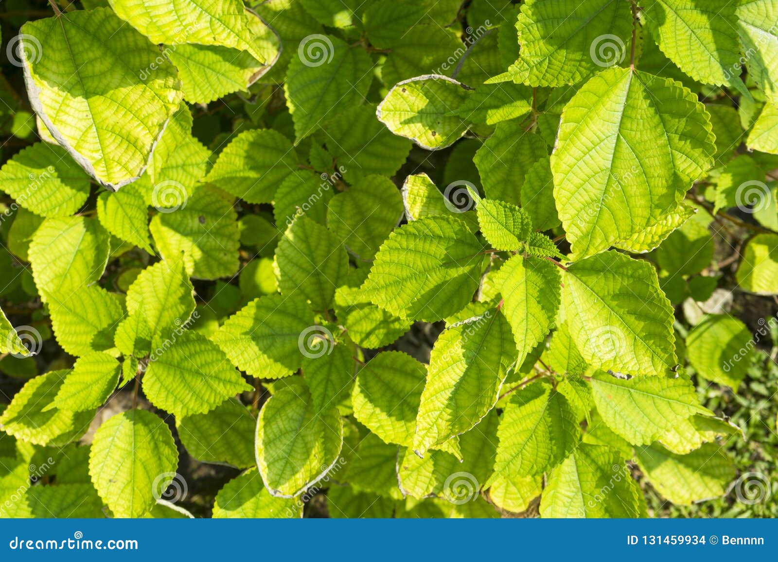 Ramie Leaf in Spring Garden Stock Photo - Image of boehmeria, deltoid ...