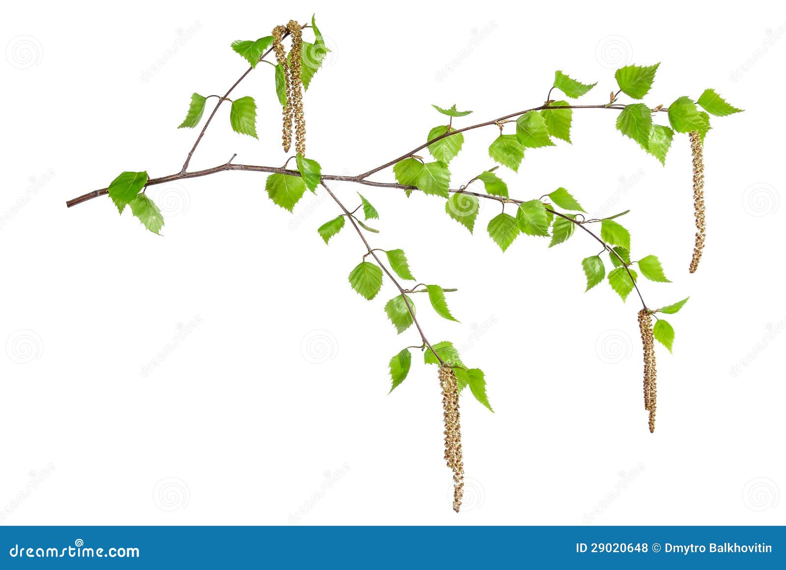 Ramificaciones Del Abedul Aisladas Foto de archivo - Imagen de hermoso ...