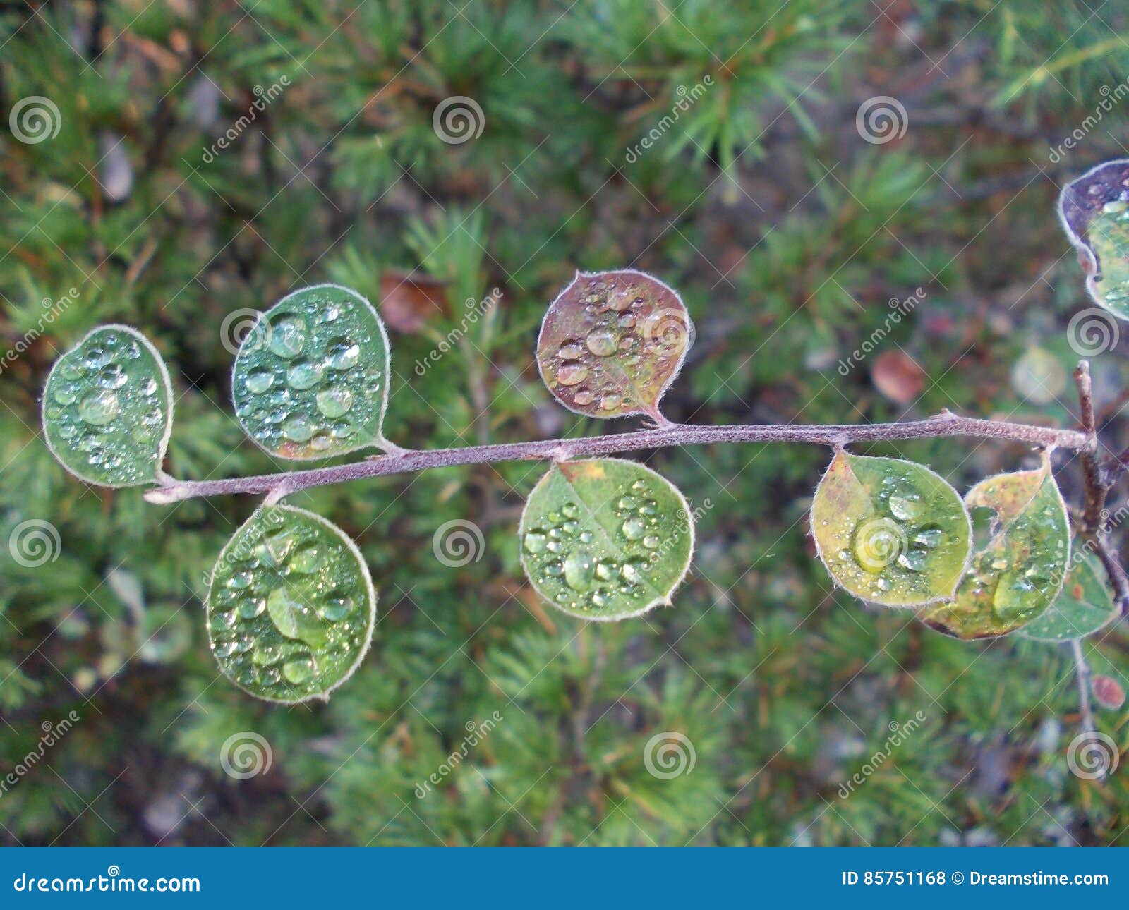 Ramified crystal leaves stock photo. Image of leaves - 85751168