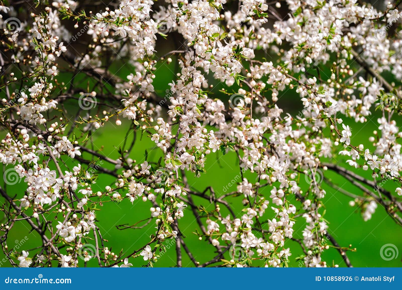 Ramify stock photo. Image of spring, plant, freshness - 10858926