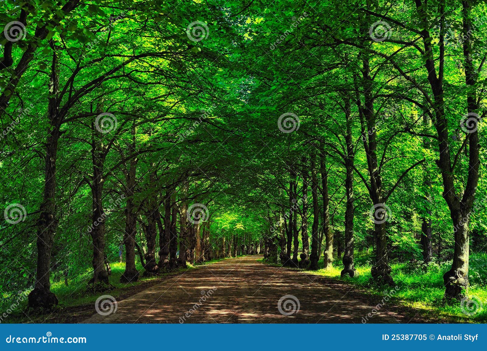 Ramify stock image. Image of leafy, summer, road, trunk - 25387705