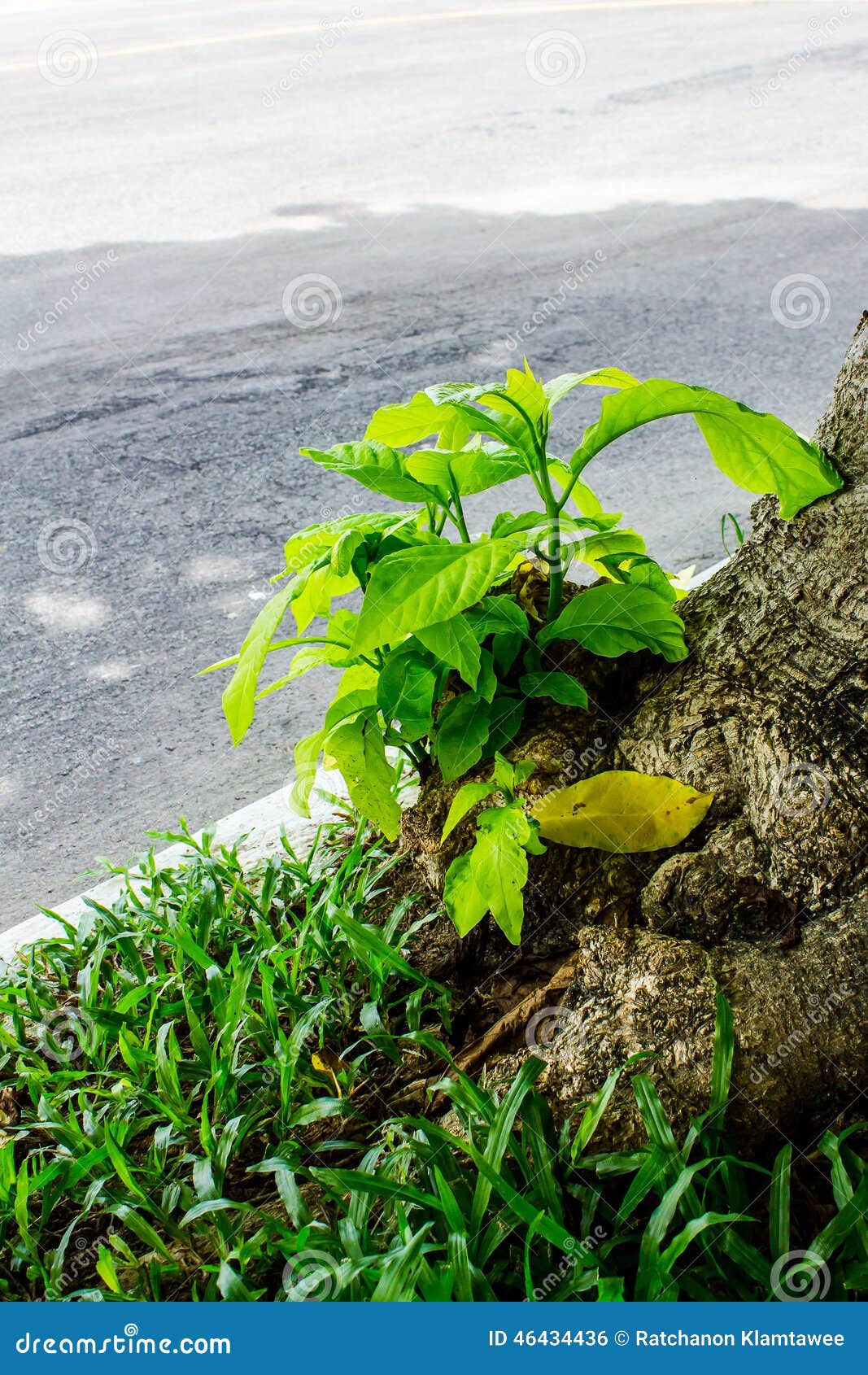 Ramify of the tree. stock photo. Image of green, nature - 46434436