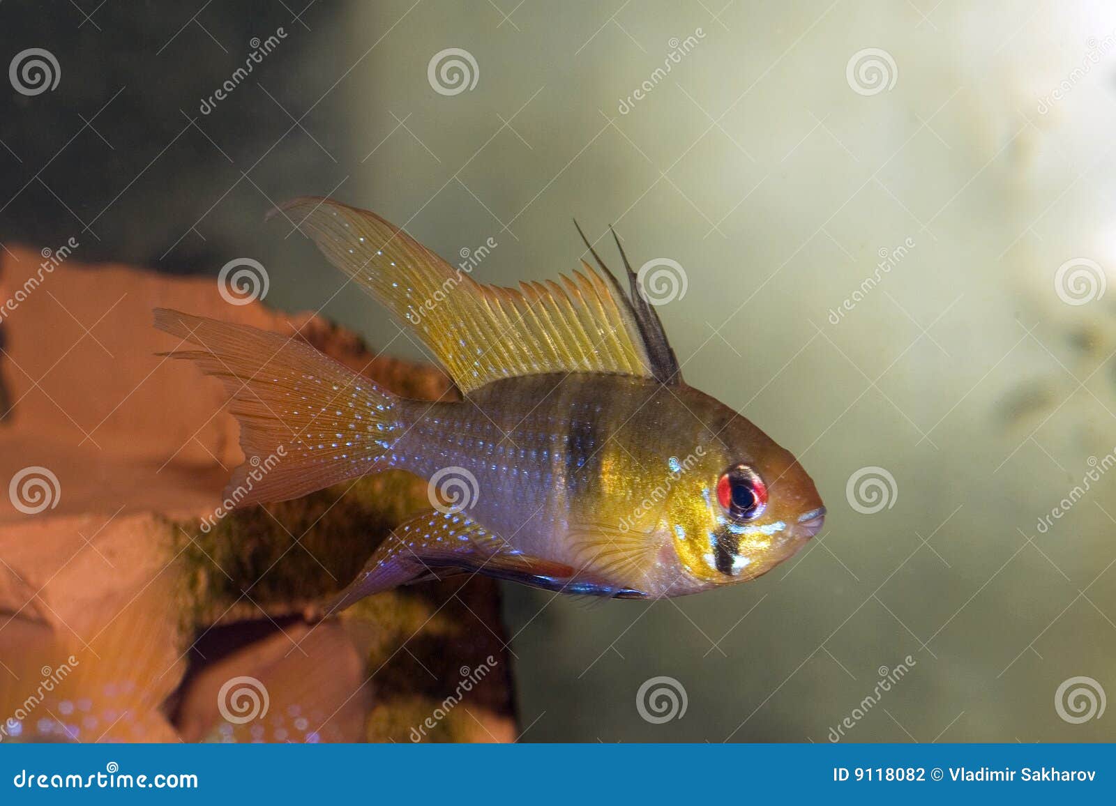 Ramirezi stock foto. Image of haren, aquarium, onderwater - 9118082