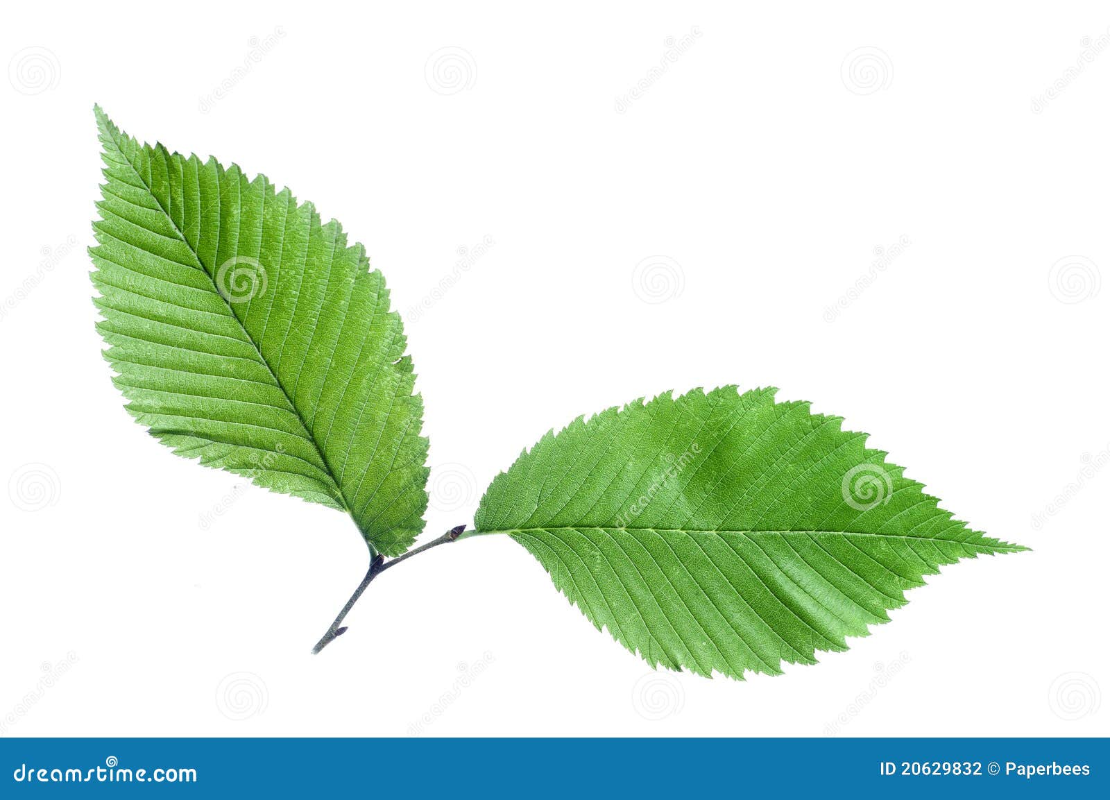 Ramita Del árbol De Olmo Americano Foto de archivo - Imagen de planta ...