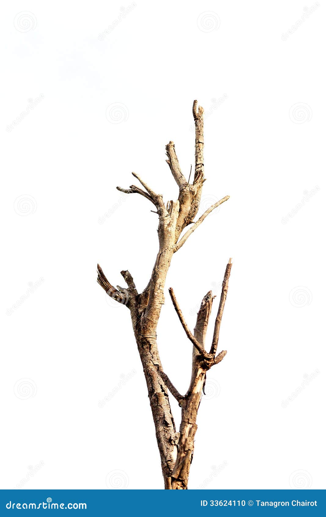 Ramitas secas. foto de archivo. Imagen de planta, cubo - 33624110