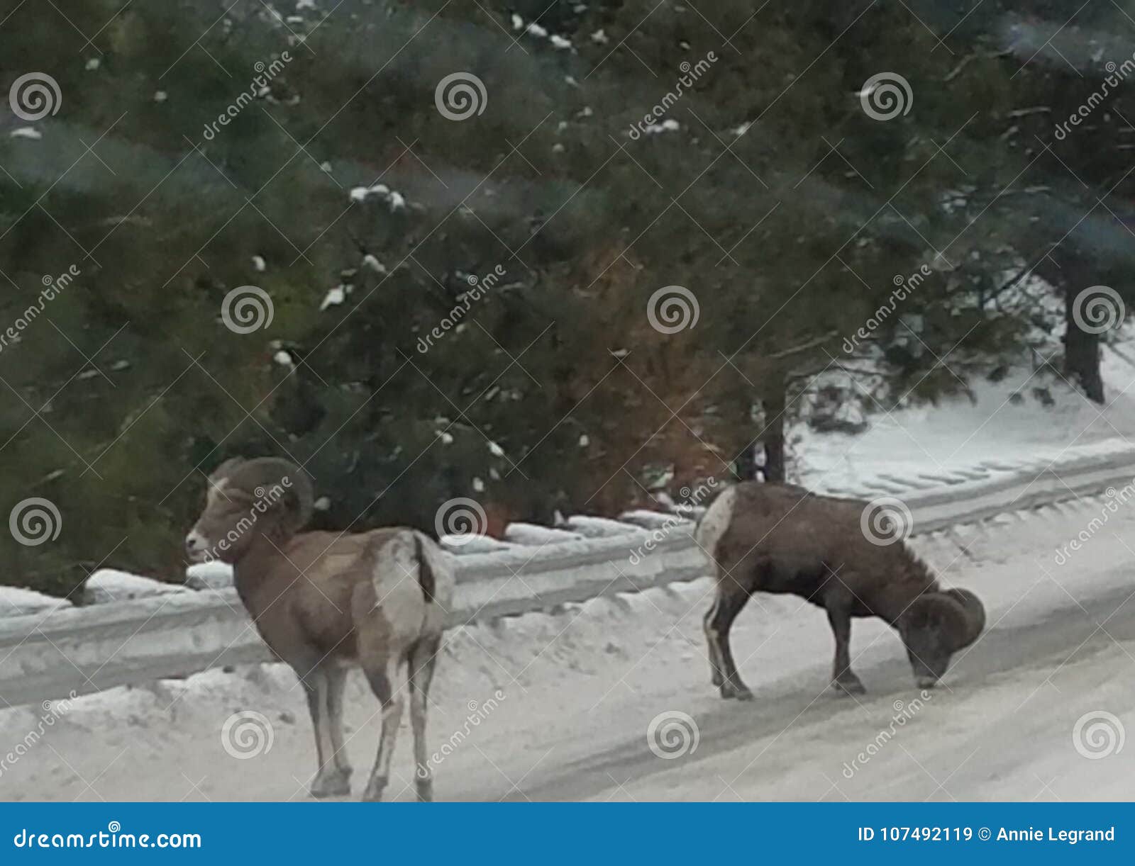 Rammen stock afbeelding. Image of winter, rood, montana - 107492119