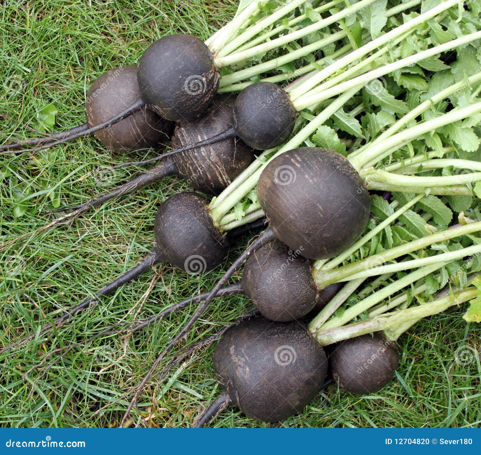 Rammenas stock foto. Image of wortels, zwart, oogst, bitter - 12704820