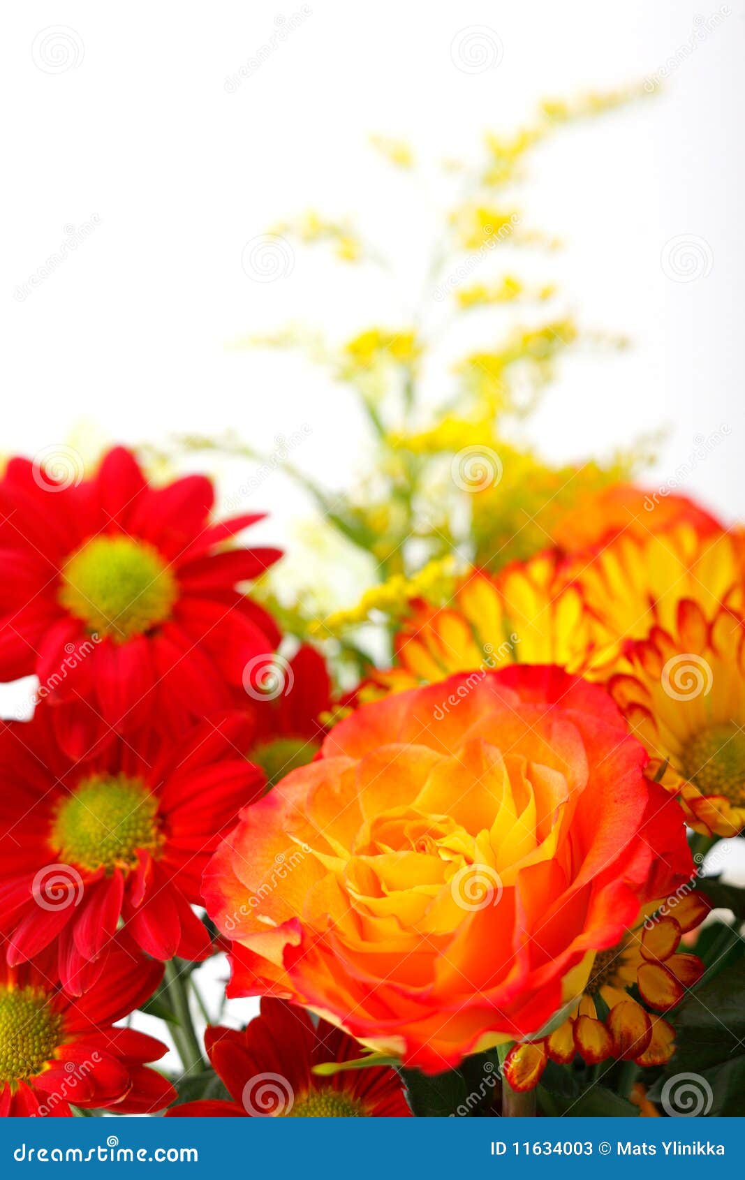 Ramo imagen de archivo. Imagen de ramo, sorpresa, rosa - 11634003