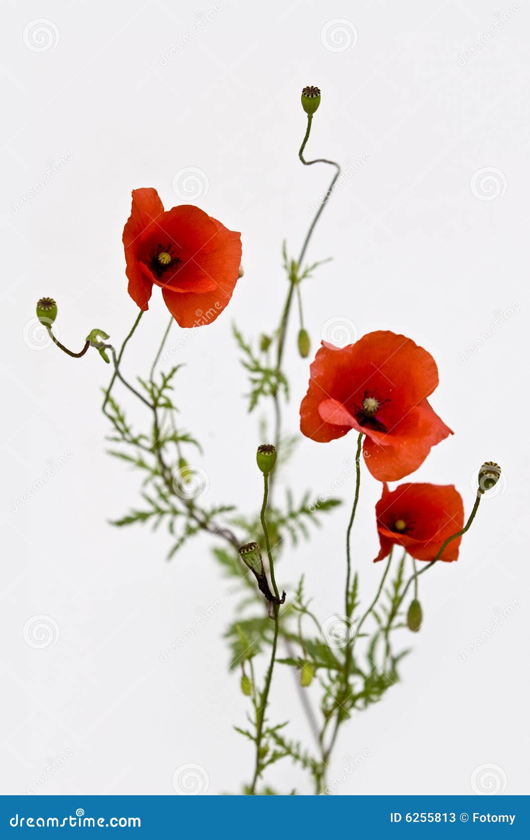 Ramo Aislado De Amapolas Rojas Imagen de archivo - Imagen de cierre ...