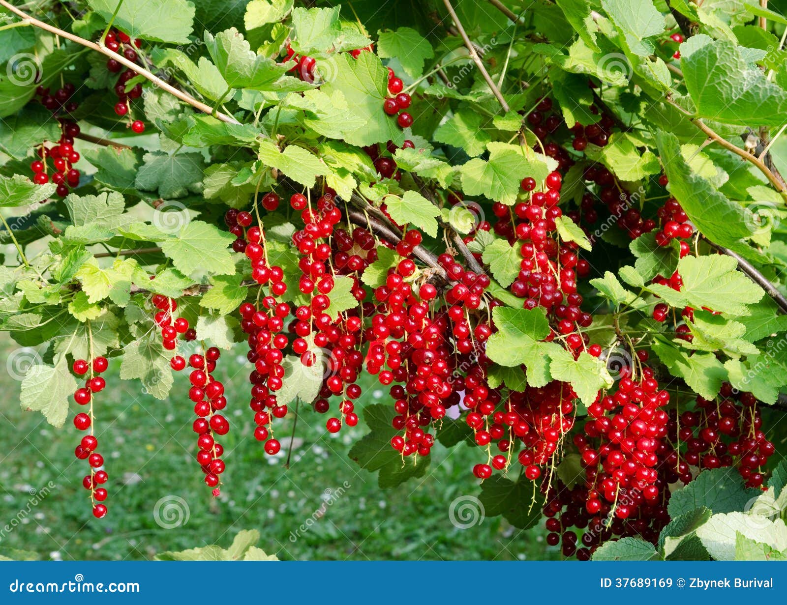 Ramo Completamente Do Corinto Vermelho Fresco Imagem de Stock - Imagem ...
