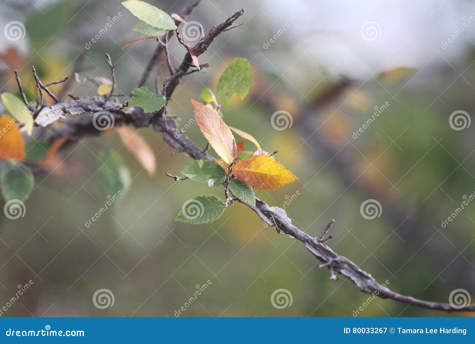 Ramo De árvore Do Olmo E Detalhe Voados Das Folhas Imagem de Stock ...