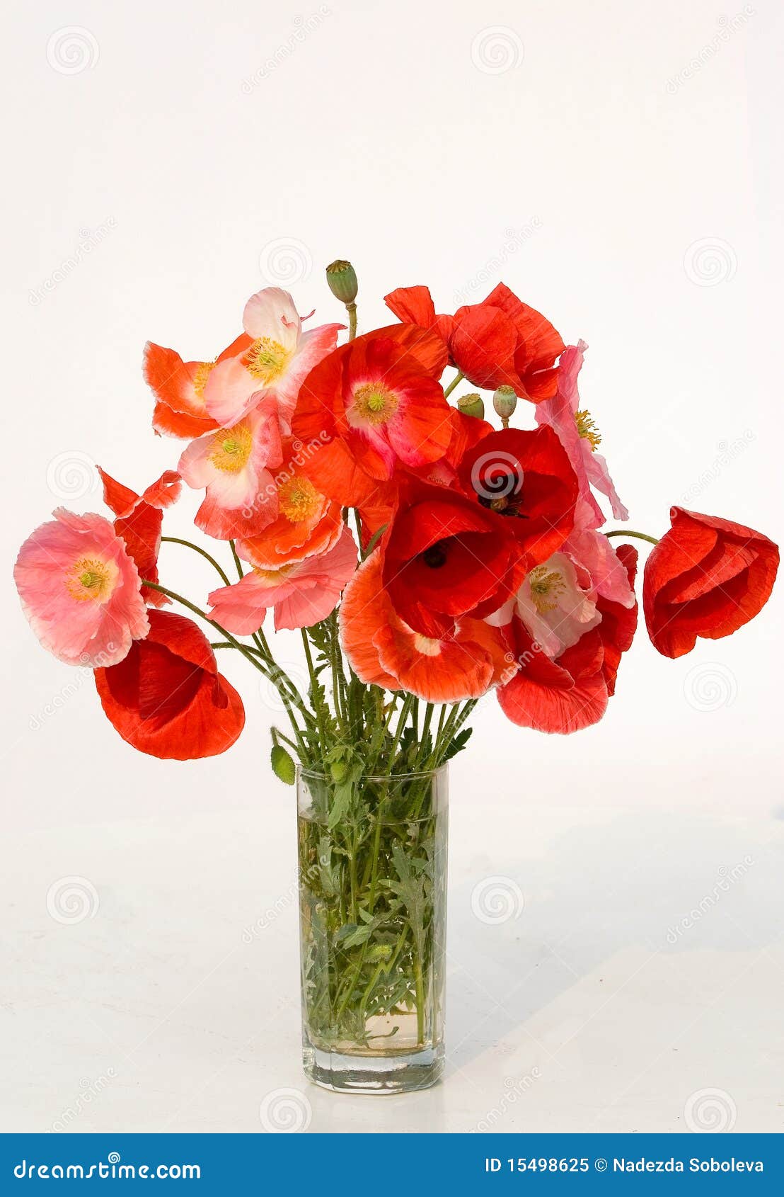 Ramo de amapolas rojas imagen de archivo. Imagen de rojo - 15498625