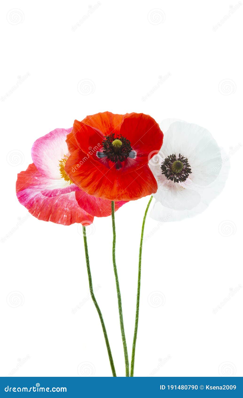 Ramo De Amapolas Rojas Aislado Foto de archivo - Imagen de manojo ...