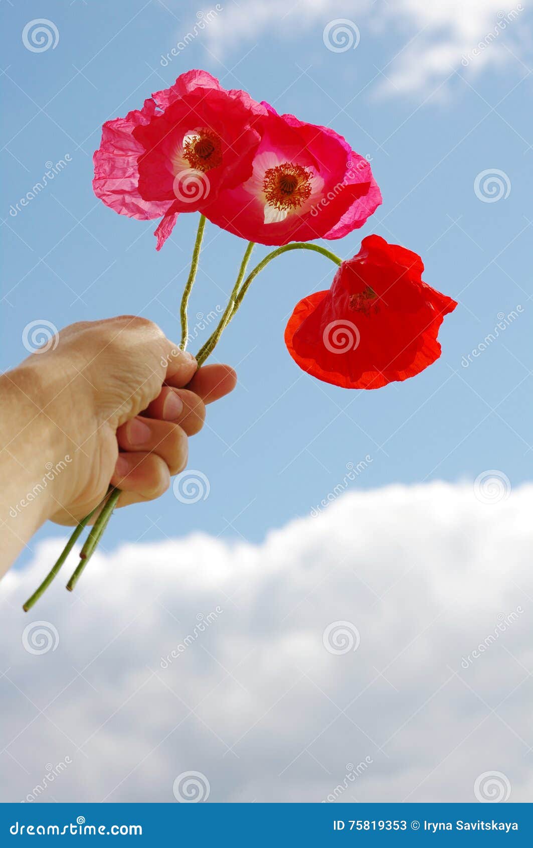 Ramo De Amapolas Rojas En Una Mano Imagen de archivo - Imagen de ...