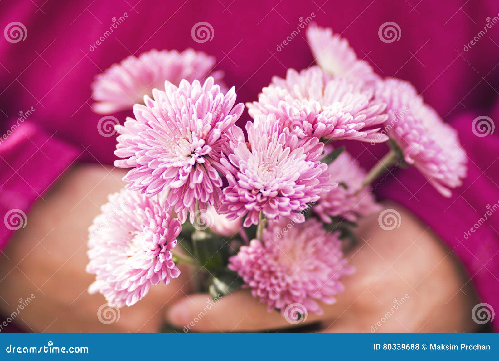 Ramo De Asteres En Las Manos De La Mujer Foto de archivo - Imagen de ...