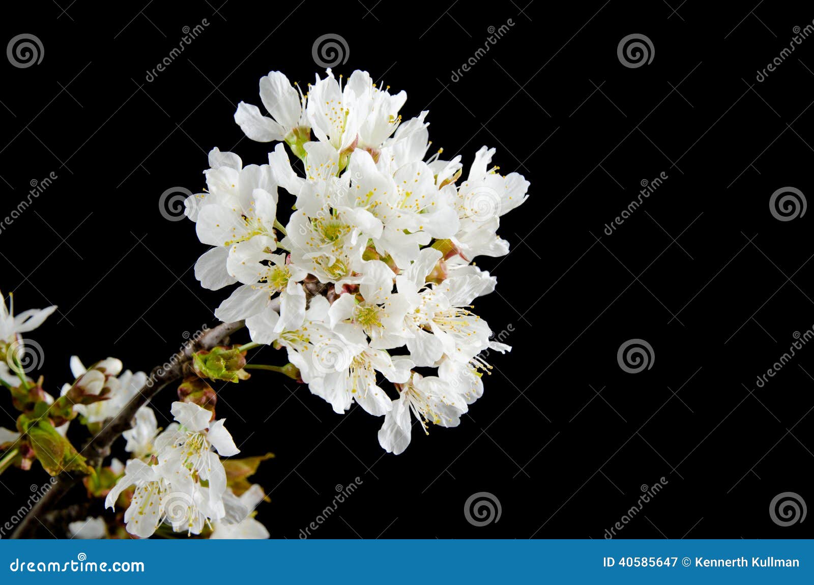 Ramo de Cherry Blossom imagem de stock. Imagem de crescimento - 40585647