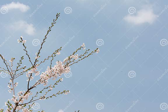 Ramo de Cherry Blossom foto de stock. Imagem de fresco - 43034188