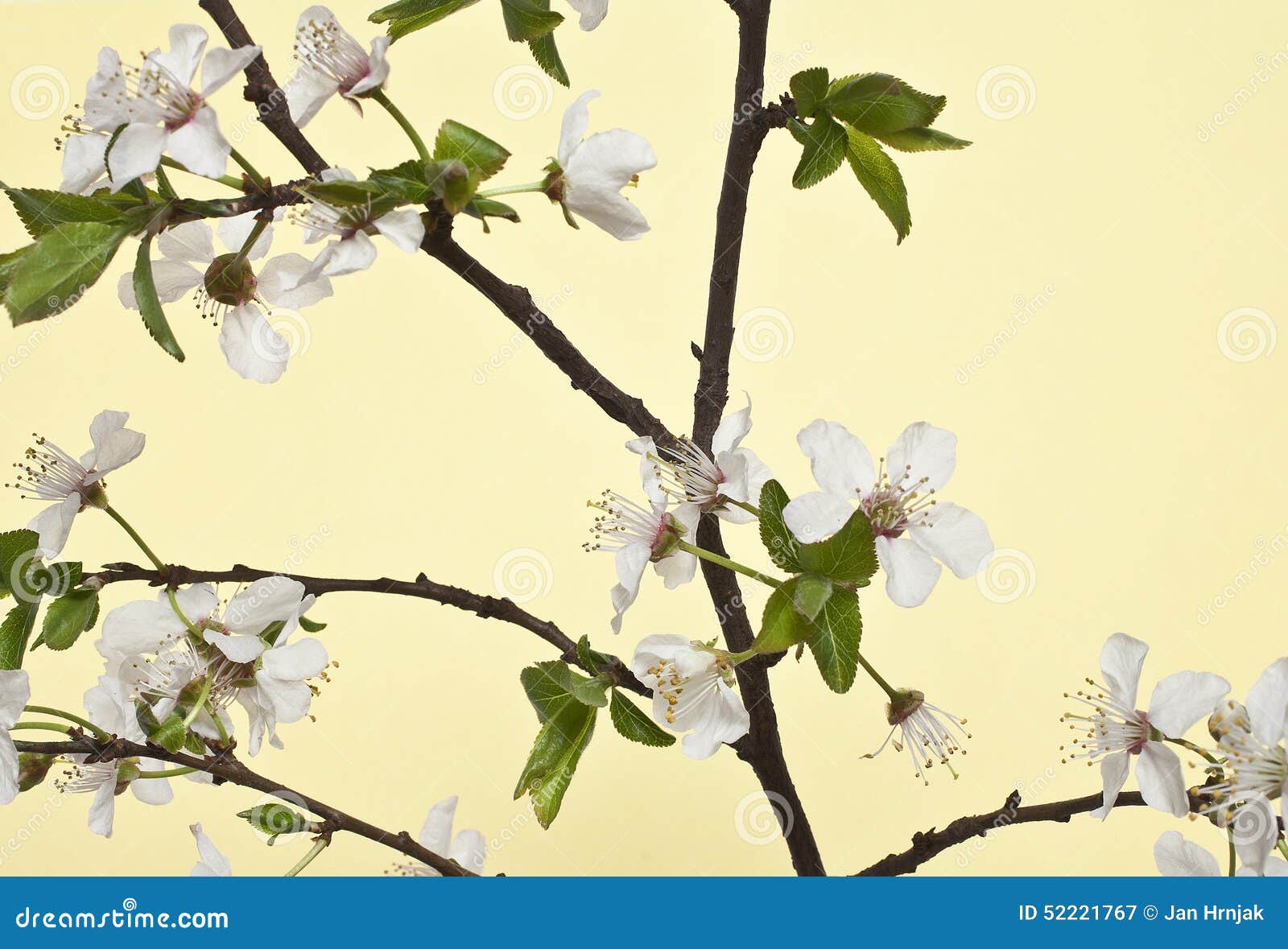 Ramo de Cherry Blossom imagem de stock. Imagem de filial - 52221767