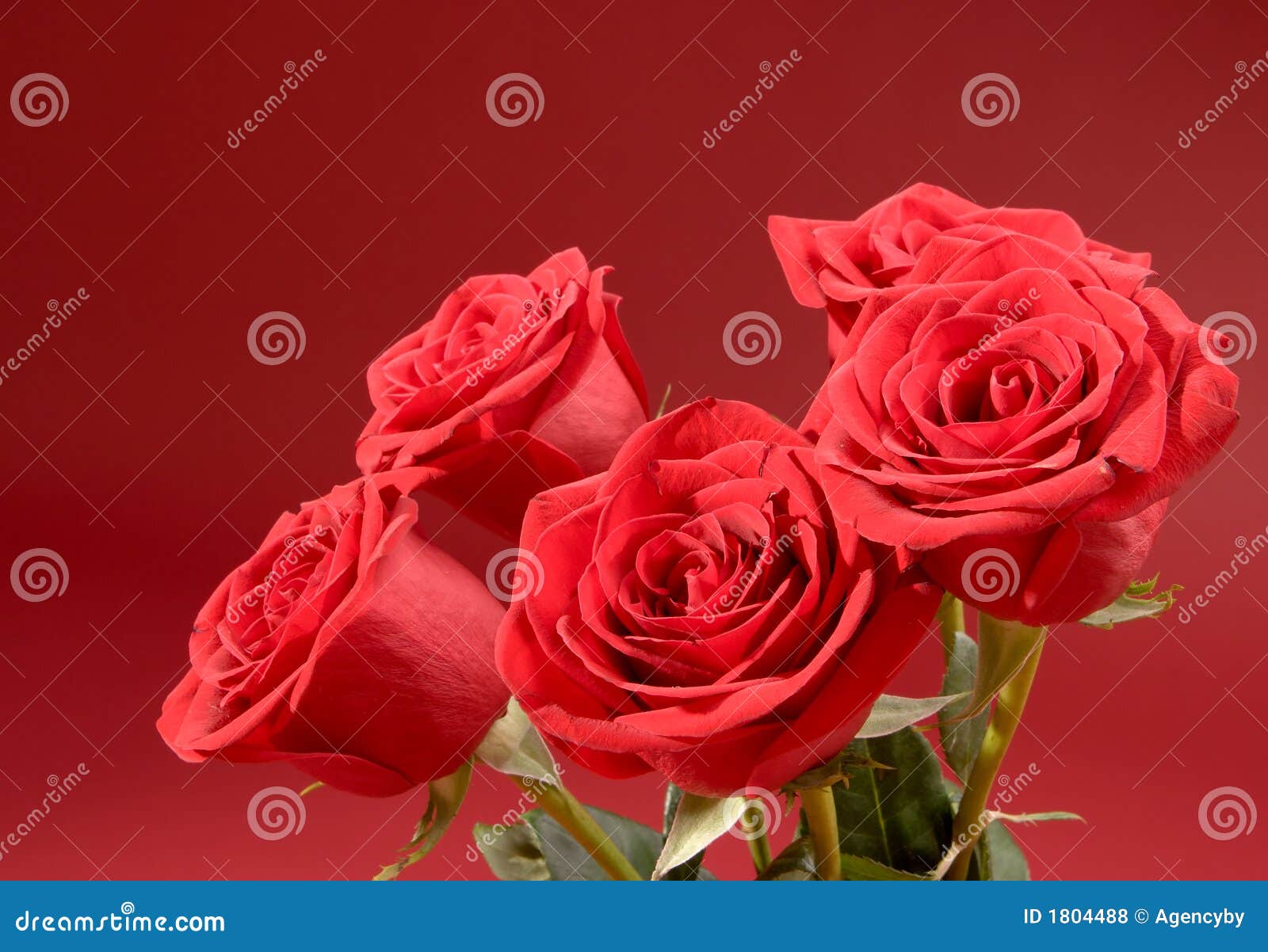 Ramo de cinco rosas foto de archivo. Imagen de romance - 1804488