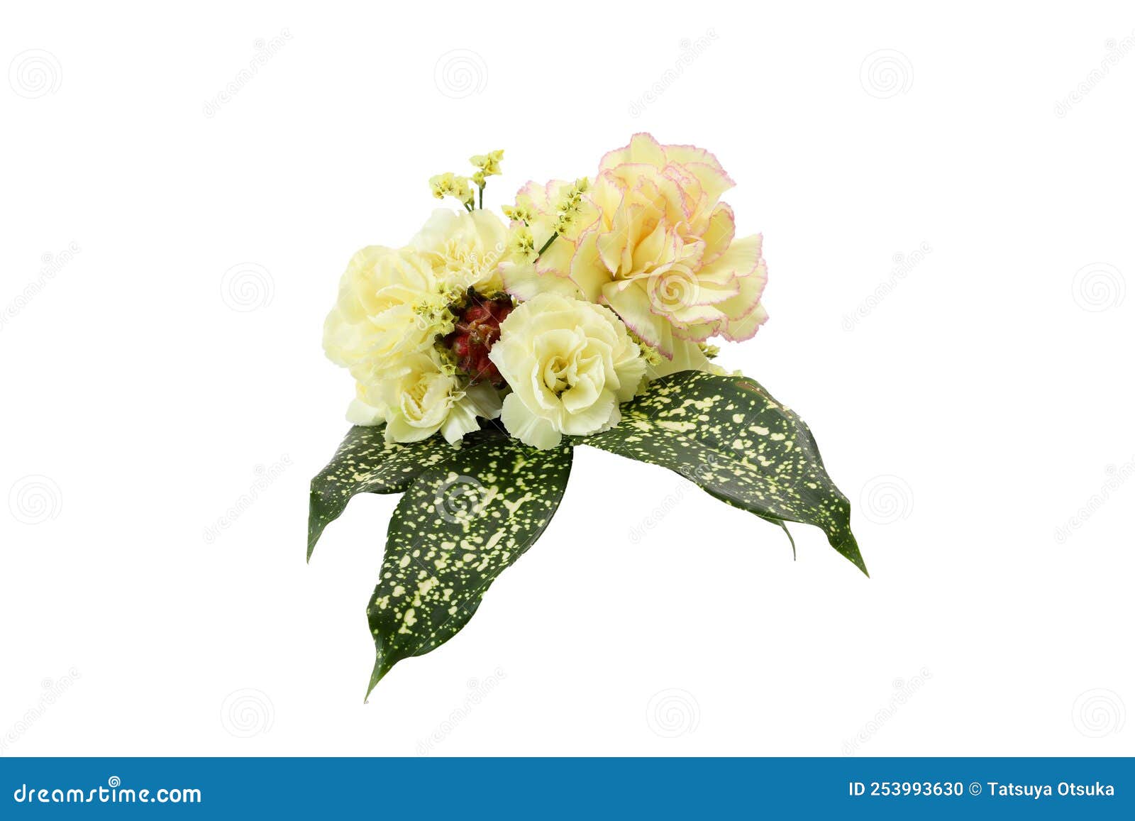 Ramo De Clavel Aislado En Un Fondo Blanco. Foto de archivo - Imagen de ...