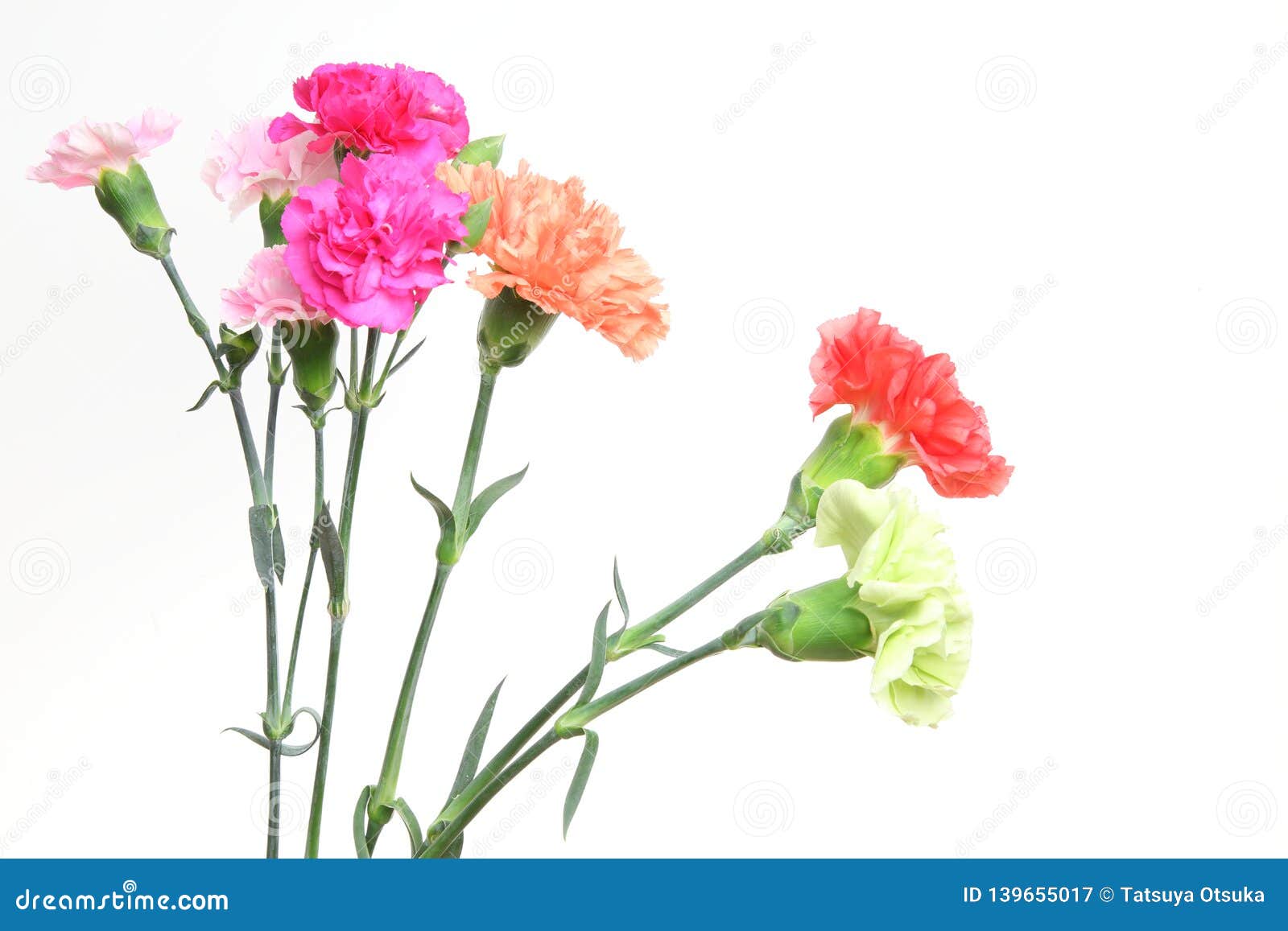 Ramo De Clavel En Un Fondo Blanco Imagen de archivo - Imagen de vivo ...