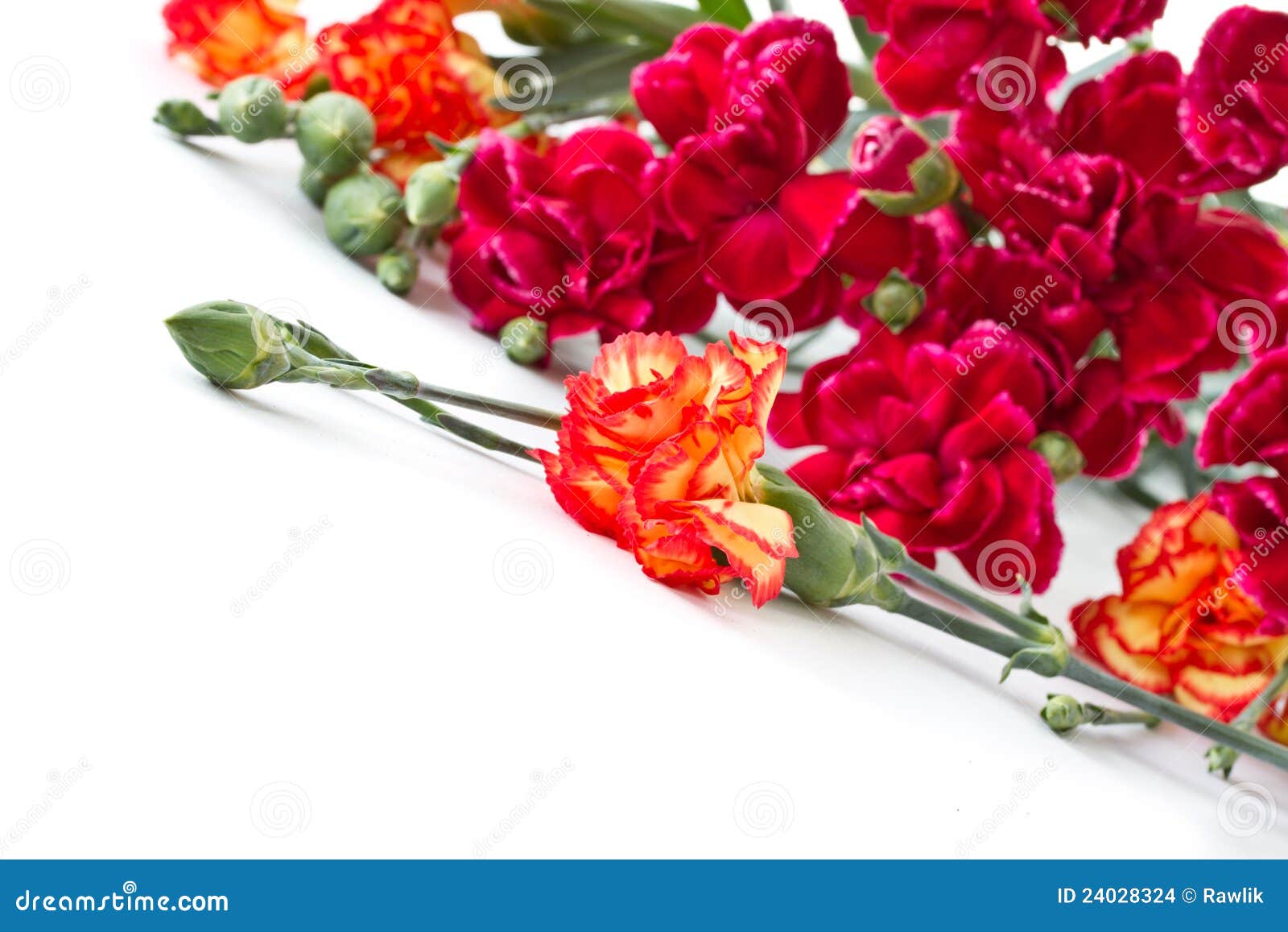 Ramo de claveles rojos foto de archivo. Imagen de flora - 24028324