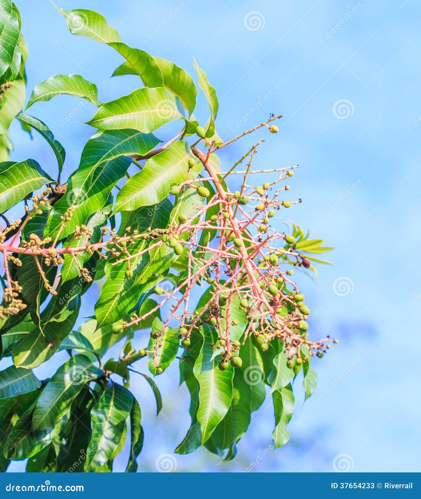 Ramo de flor del mango imagen de archivo. Imagen de planta - 37654233