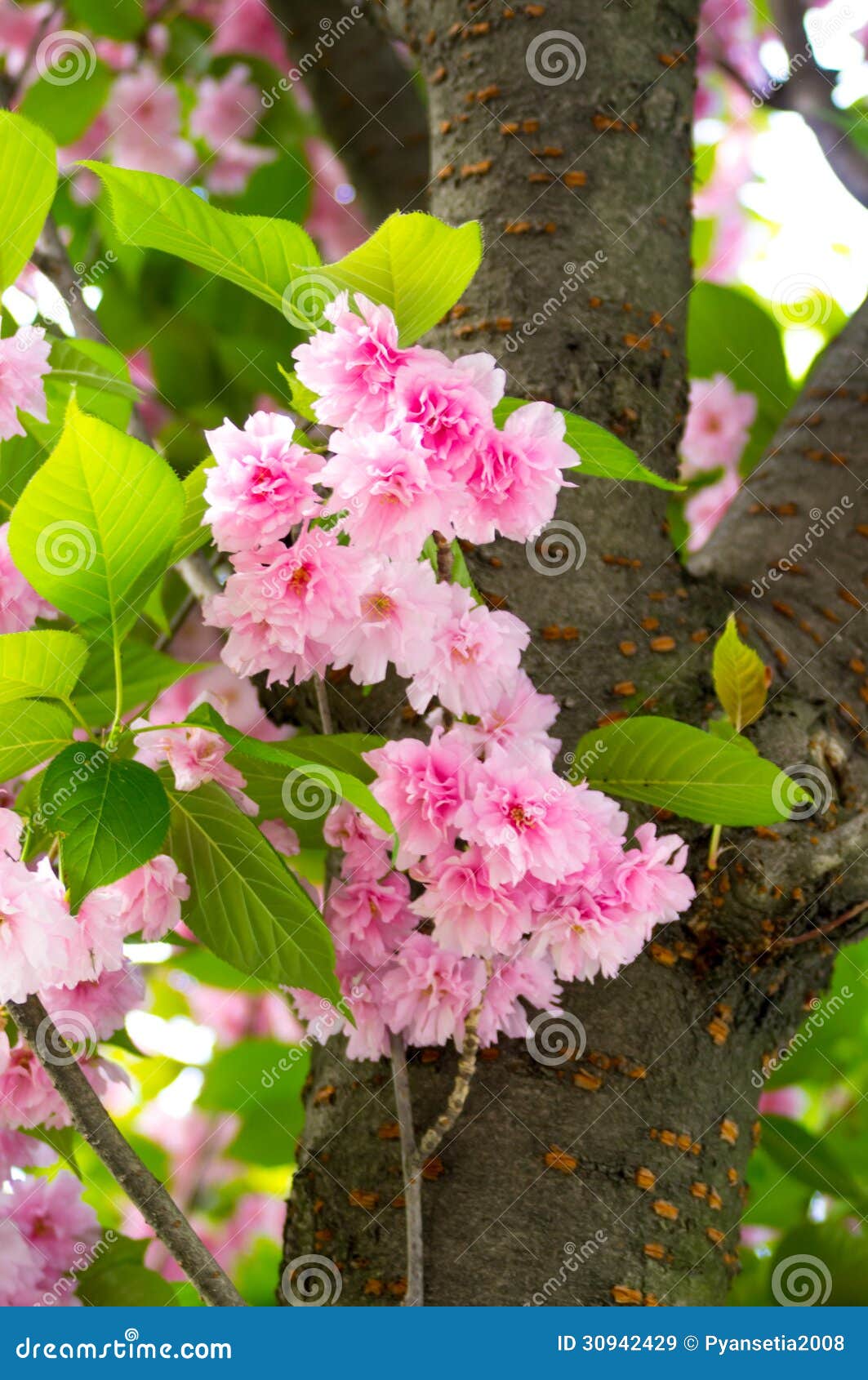 Ramo de flores de cerezo imagen de archivo. Imagen de exterior - 30942429