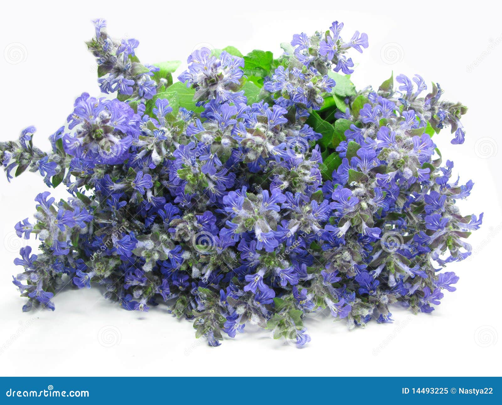 Ramo De Flores De La Violeta Del Campo Imagen de archivo - Imagen de ...