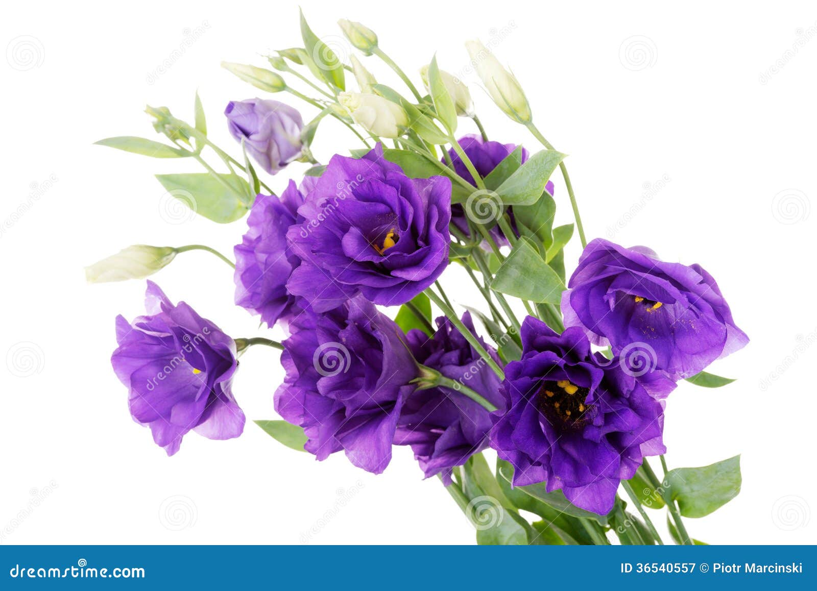 Ramo De Flores Frescas Violetas. Imagen de archivo - Imagen de ...