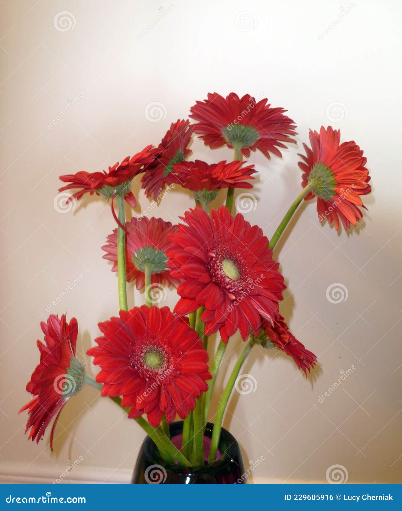 Ramo de gerbera roja foto de archivo. Imagen de florero - 229605916