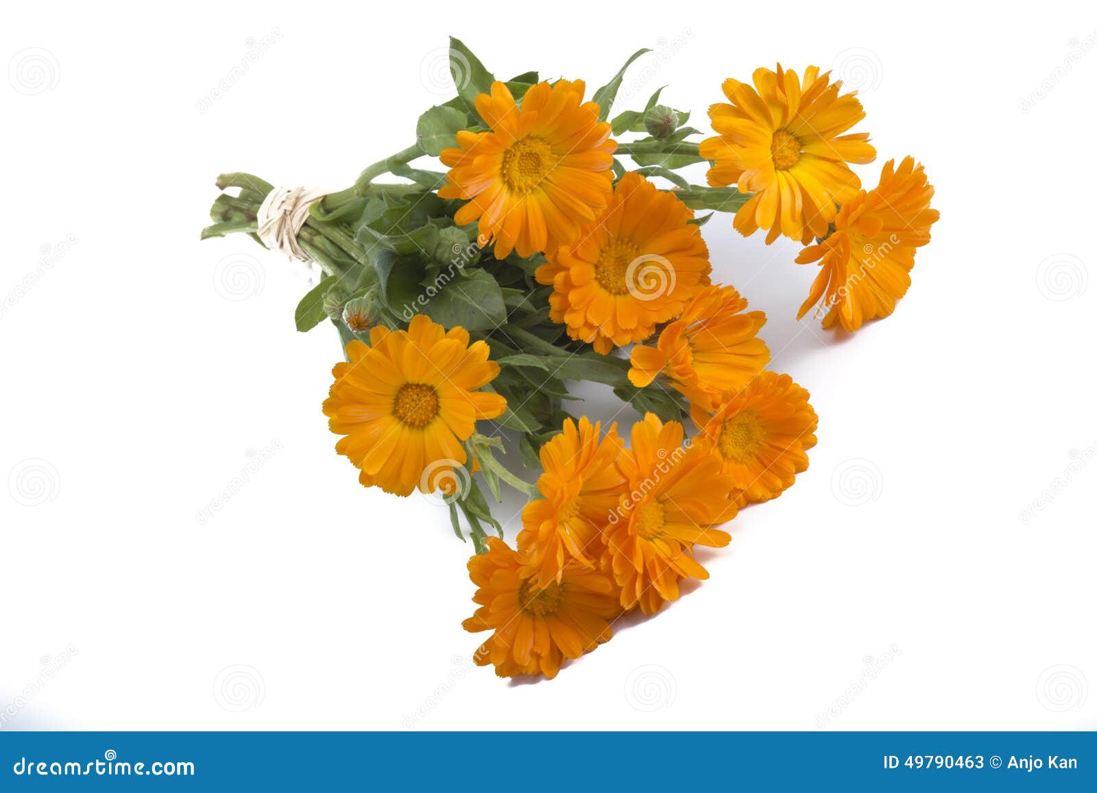 Ramo De La Flor Del Calendula Imagen de archivo - Imagen de margarita ...