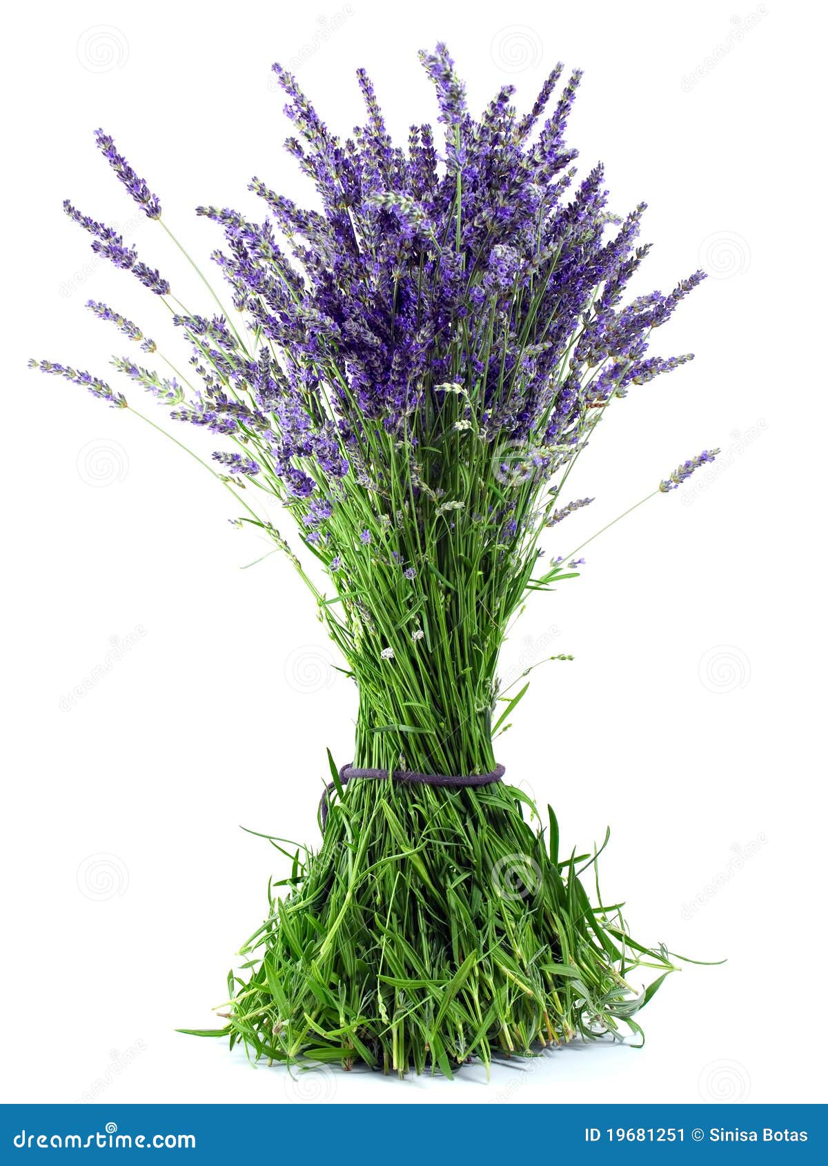 Ramo de la lavanda imagen de archivo. Imagen de belleza - 19681251