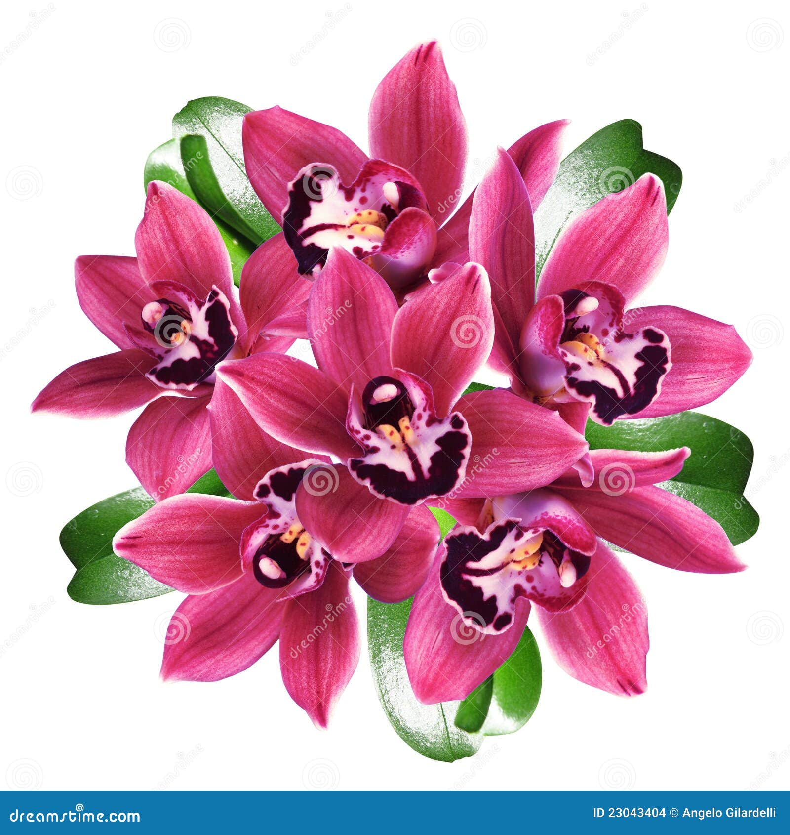 Ramo De Las Orquídeas Imagenes de archivo - Imagen: 23043404