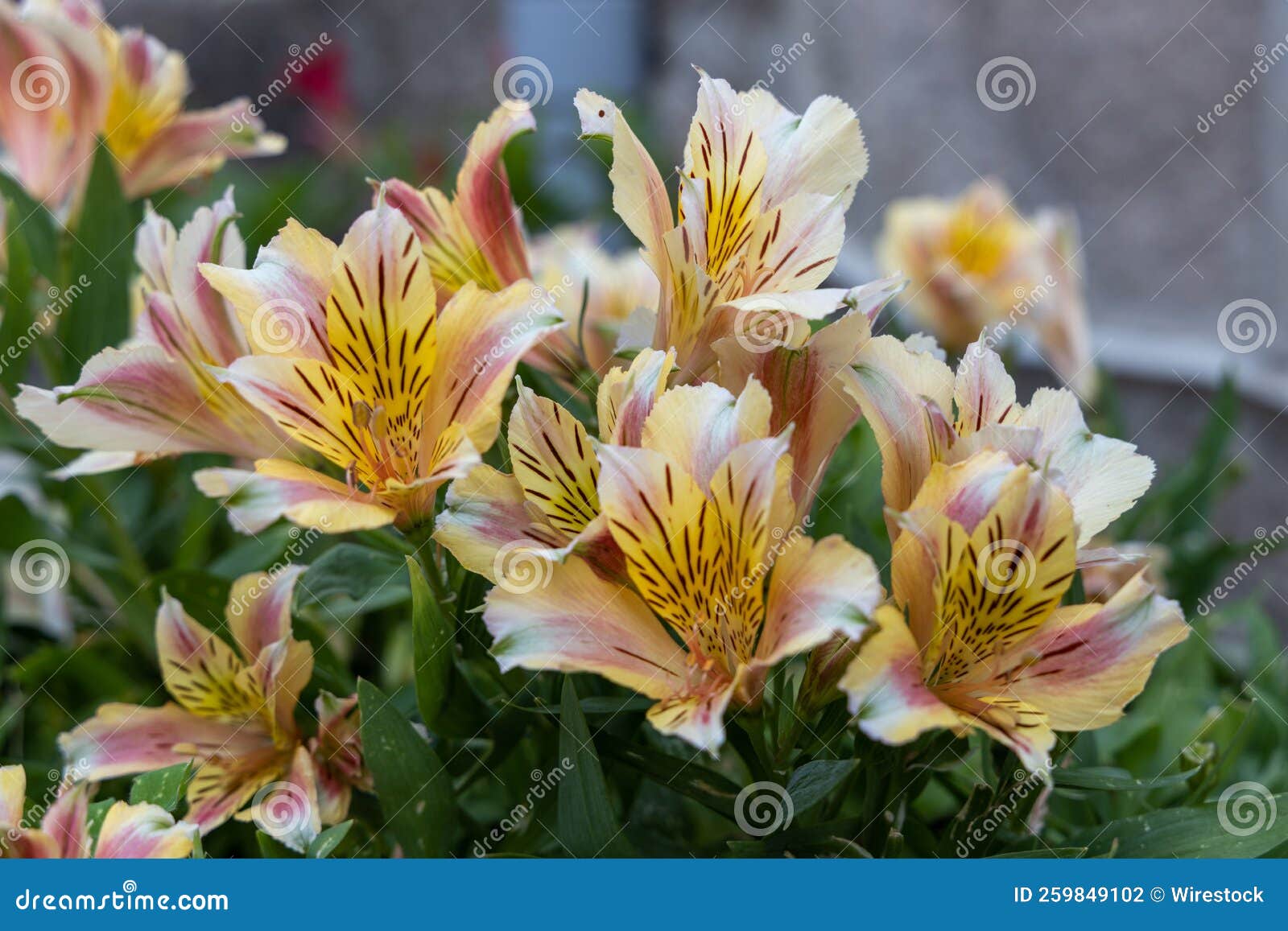 Ramo de lirio de los incas foto de archivo. Imagen de fondo - 259849102