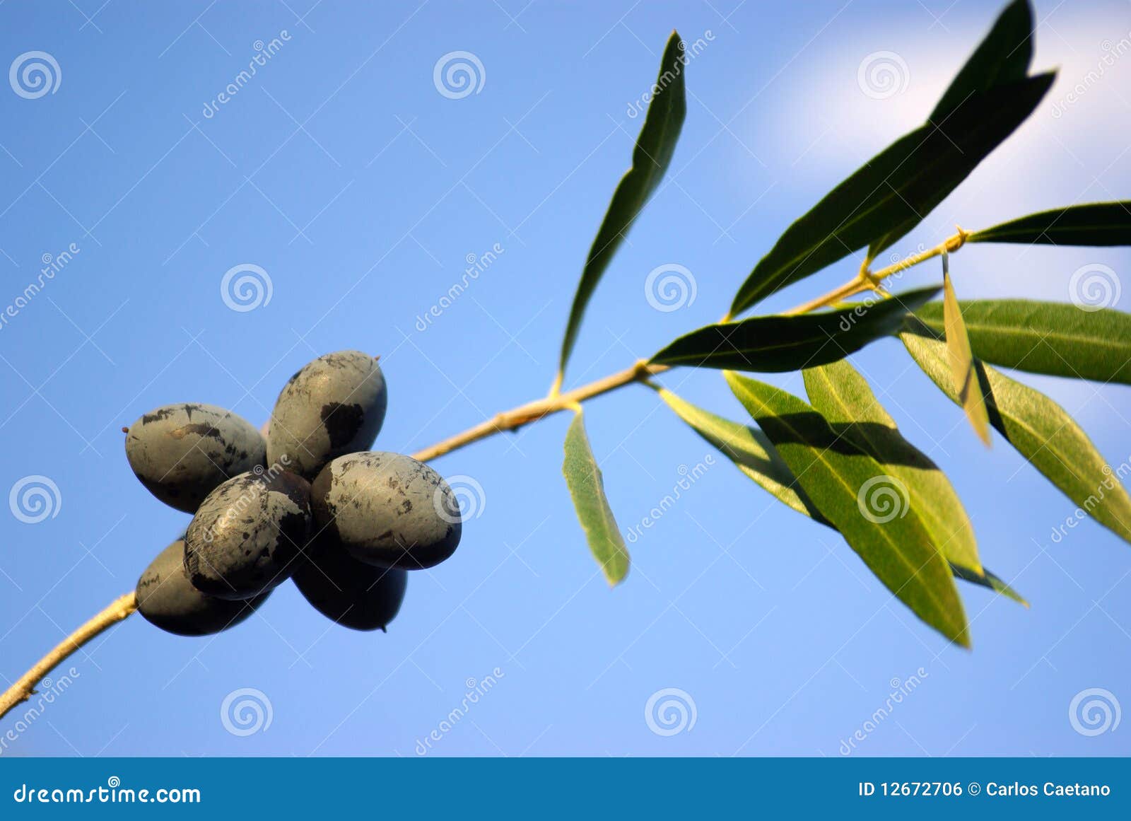 Ramo de oliveira foto de stock. Imagem de azeitona, vermelho - 12672706