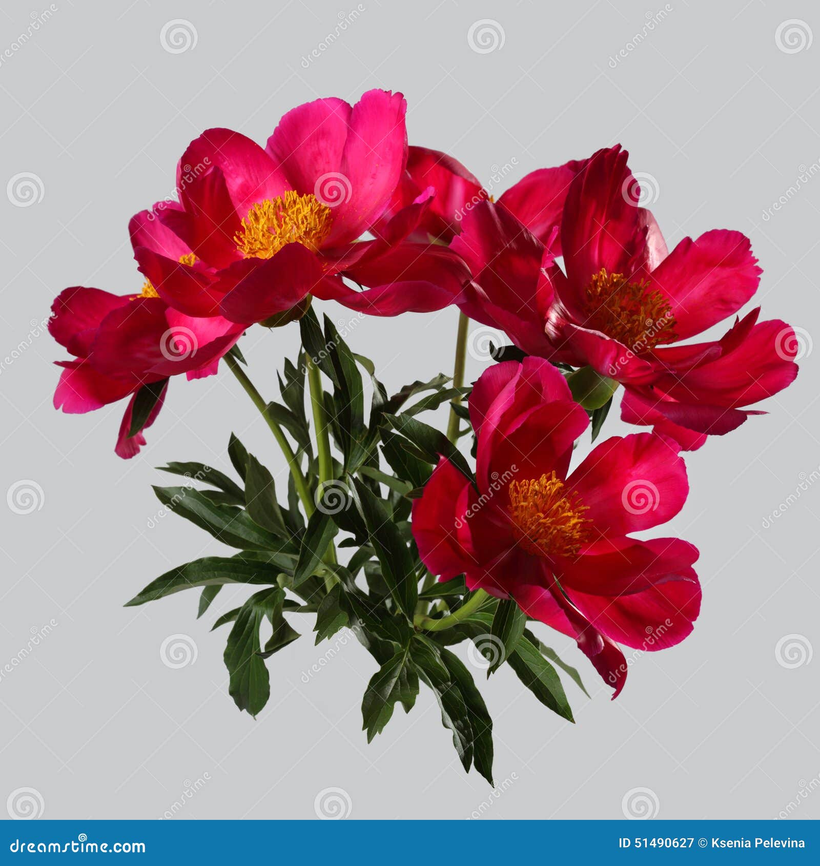 Ramo De Peonías Rojas Aisladas Imagen de archivo - Imagen de manojo ...