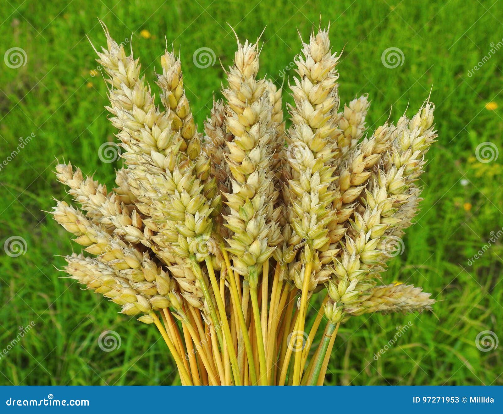 Ramo de planta del trigo imagen de archivo. Imagen de textura - 97271953