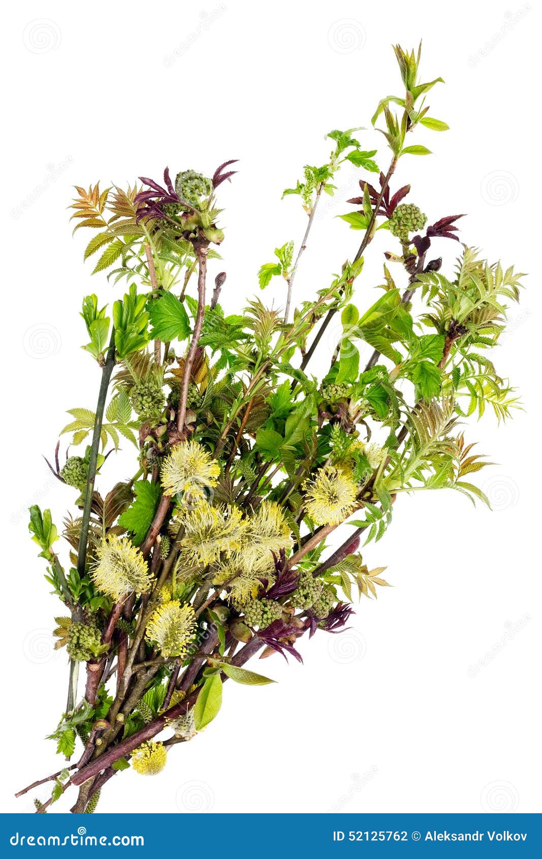 Ramo De Ramas De La Primavera Foto de archivo - Imagen de follaje ...