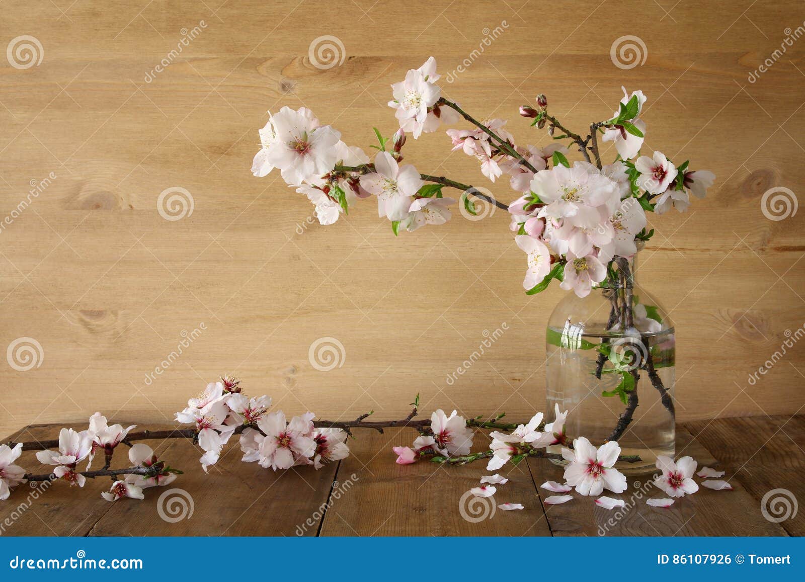 Ramo de ramas del cerezo foto de archivo. Imagen de modelo - 86107926