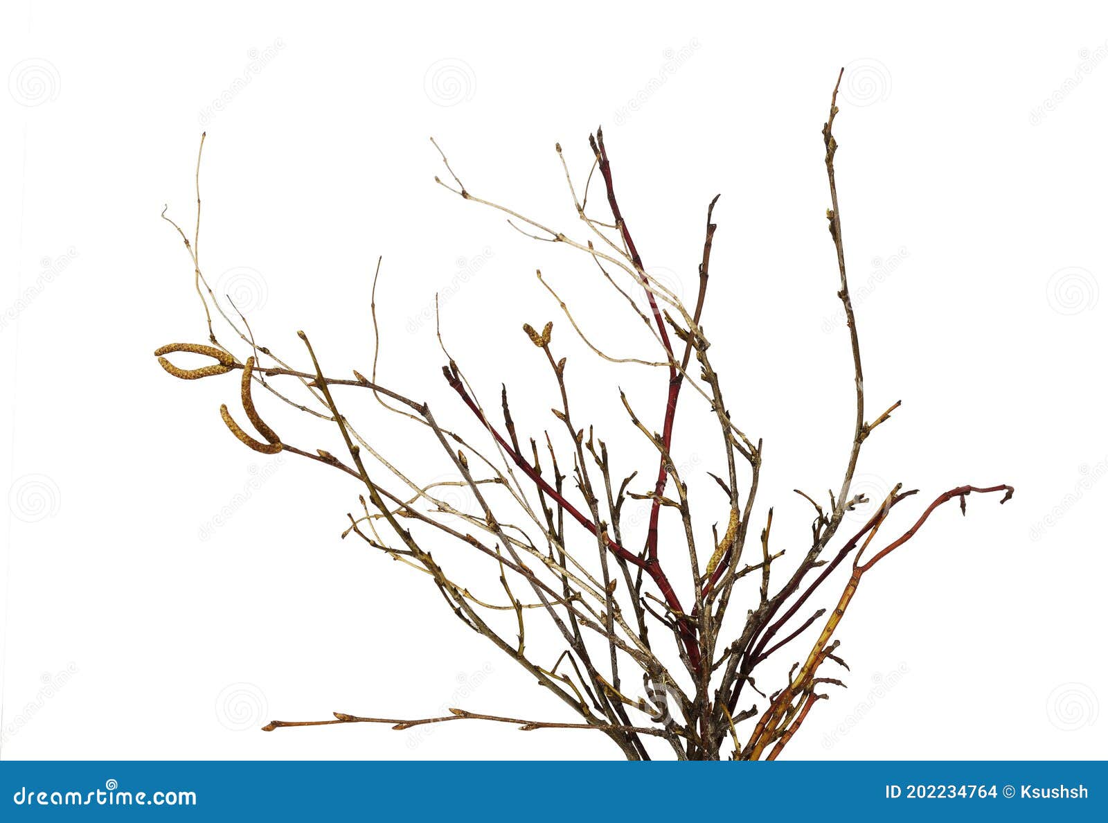 Ramo De Ramas Secas Aislado En Blanco Foto de archivo - Imagen de ...