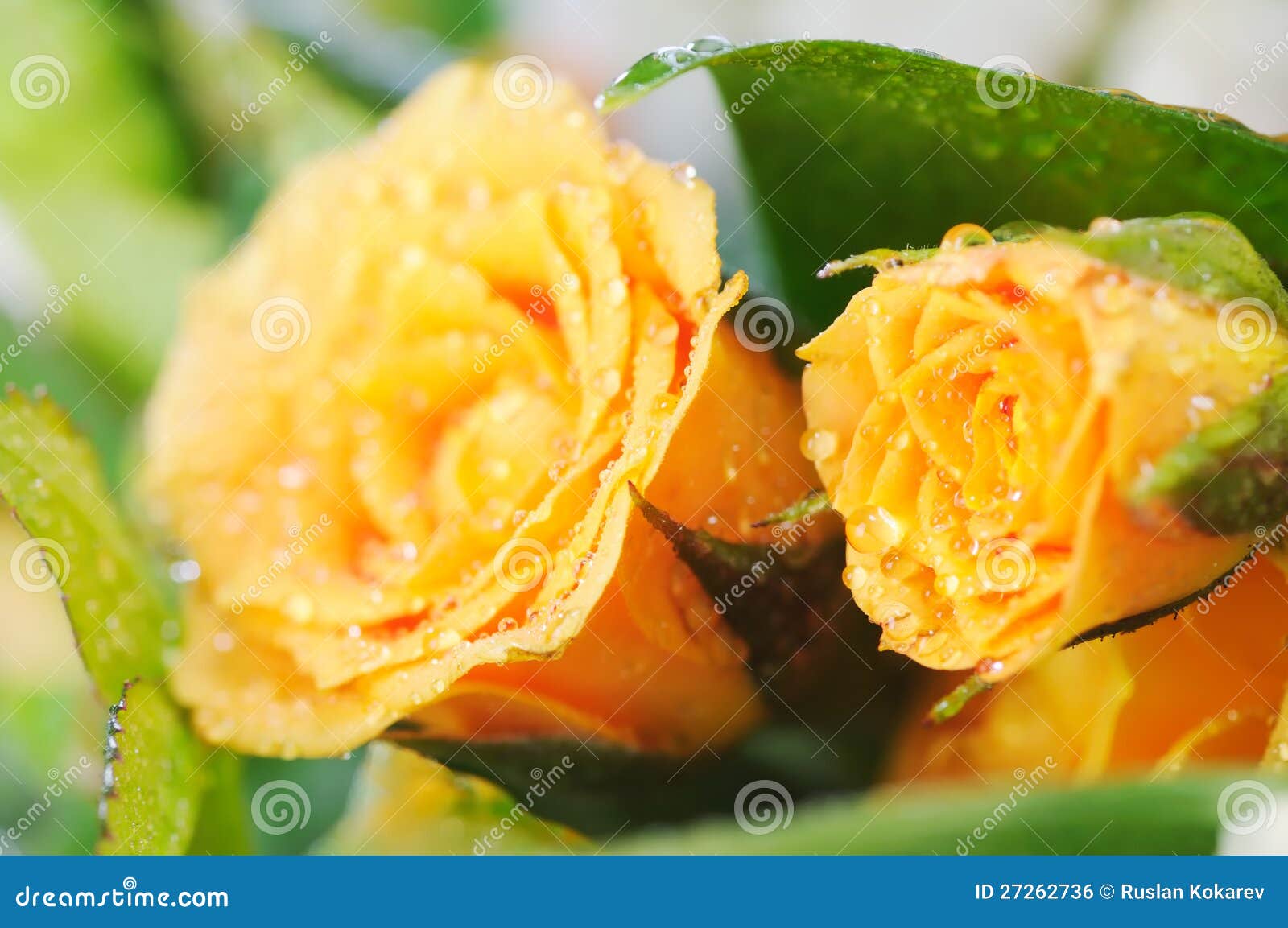 Ramo de rosas amarillas. foto de archivo. Imagen de resorte - 27262736