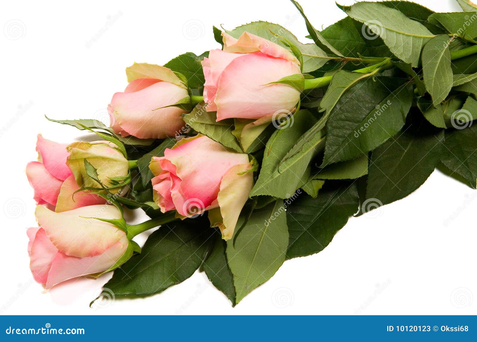 Ramo de rosas hermosas imagen de archivo. Imagen de flor - 10120123