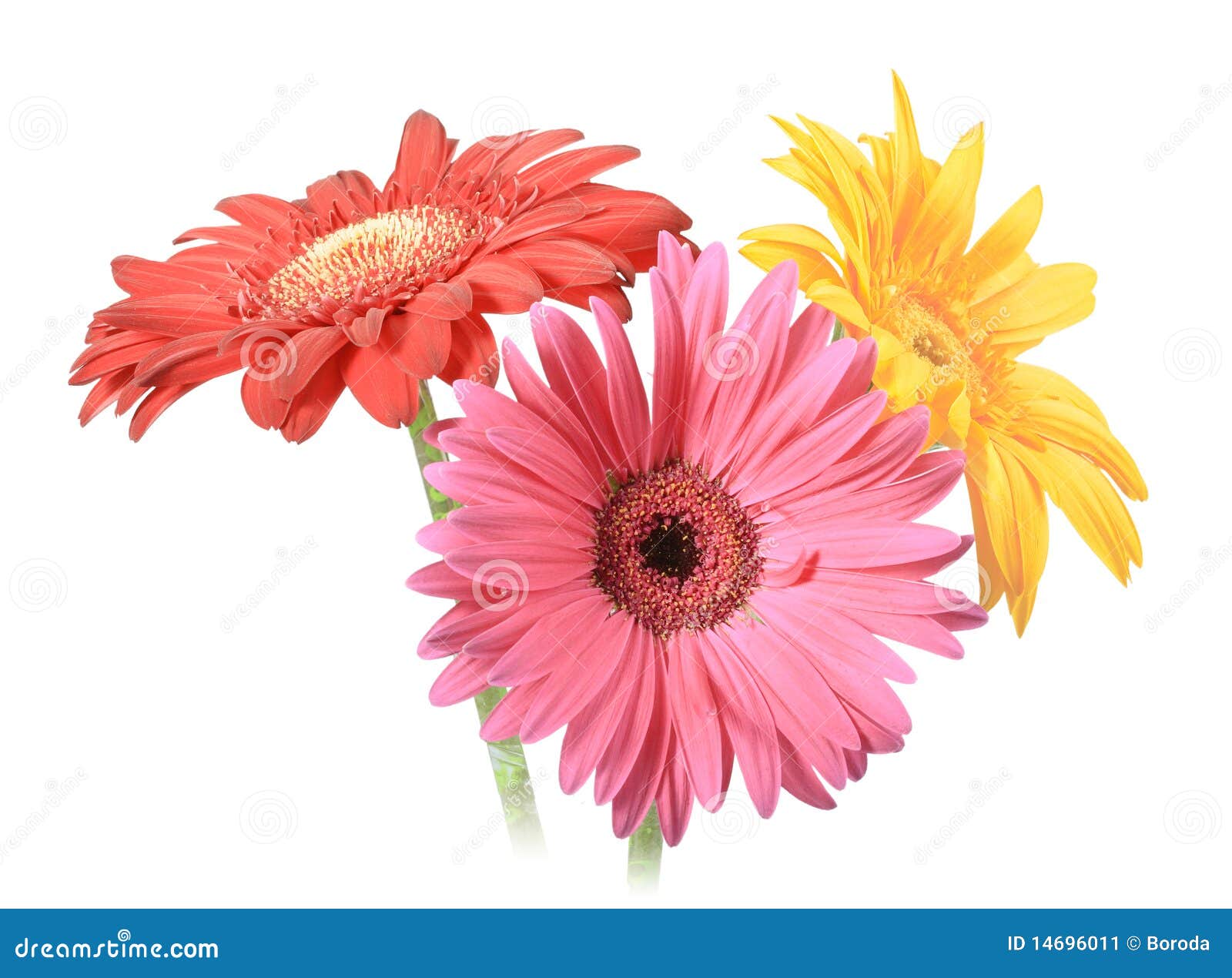 Ramo de tres flores imagen de archivo. Imagen de conceptos - 14696011