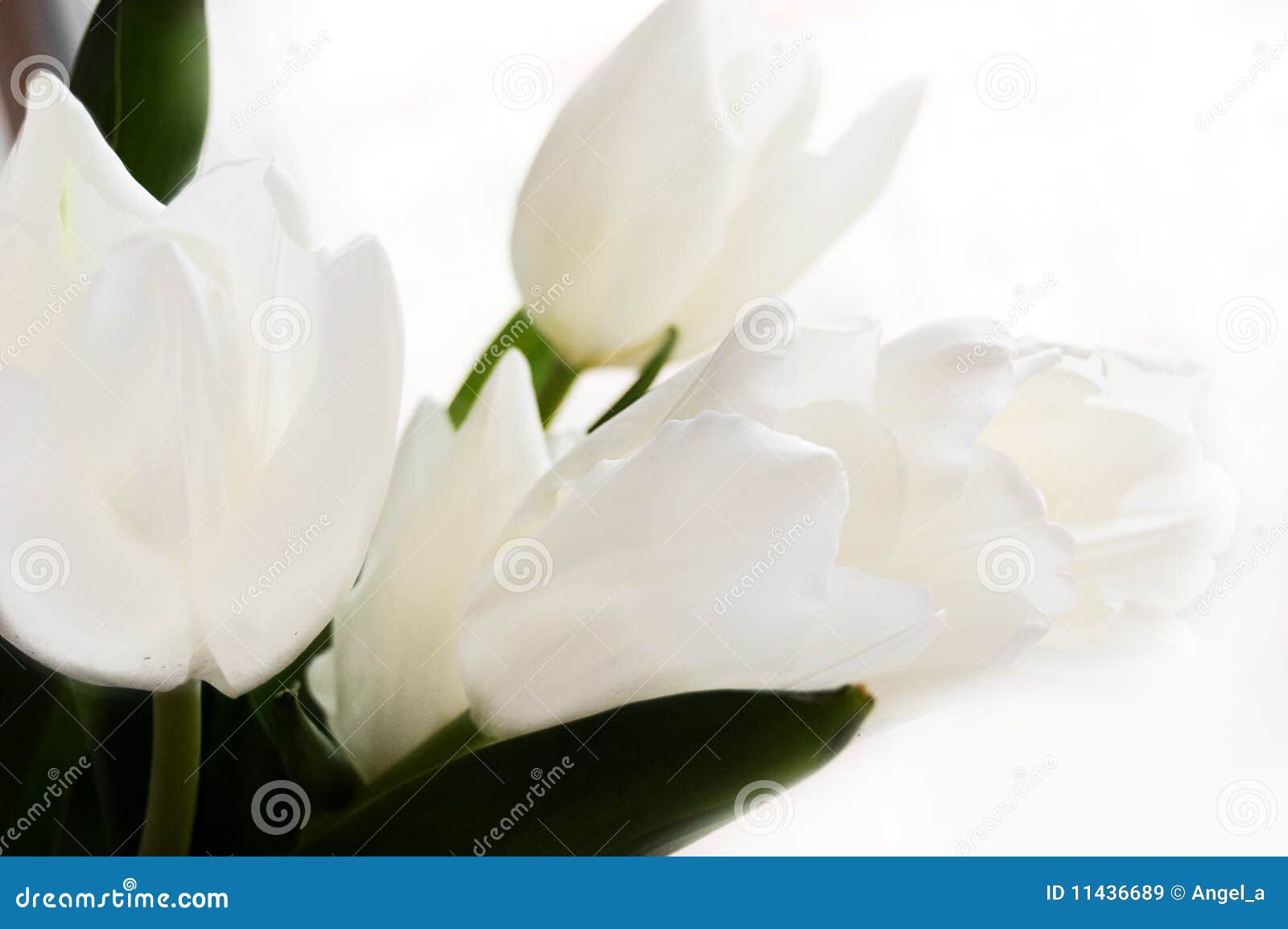 Ramo de tulipanes blancos imagen de archivo. Imagen de elegante - 11436689